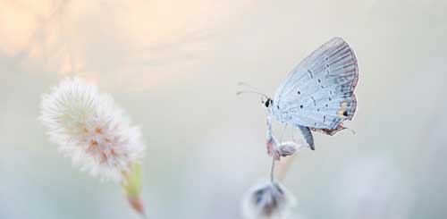 Types of programs - chrysalis